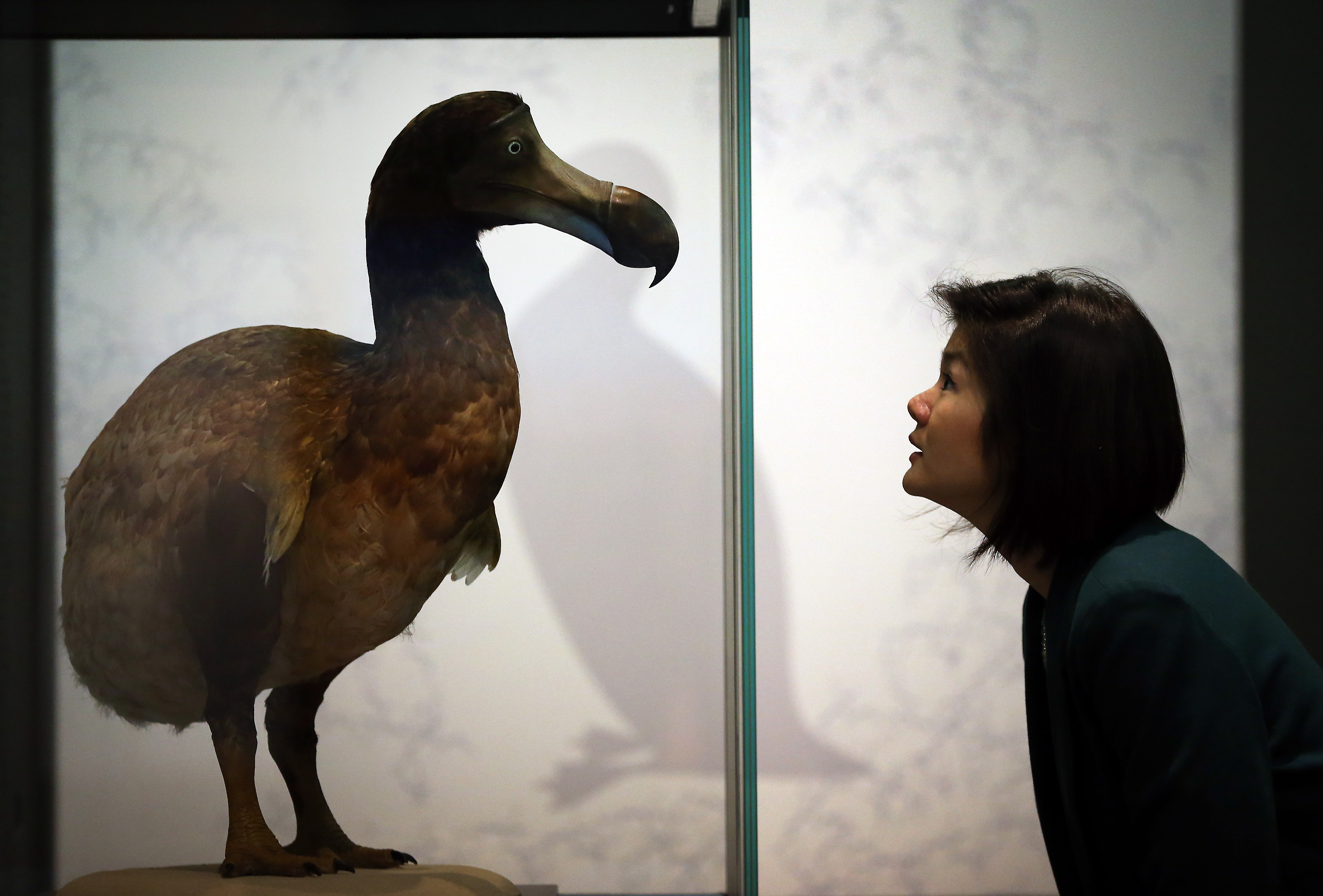 A $10.2 billion startup says it's bringing back dire wolves and dodos ...