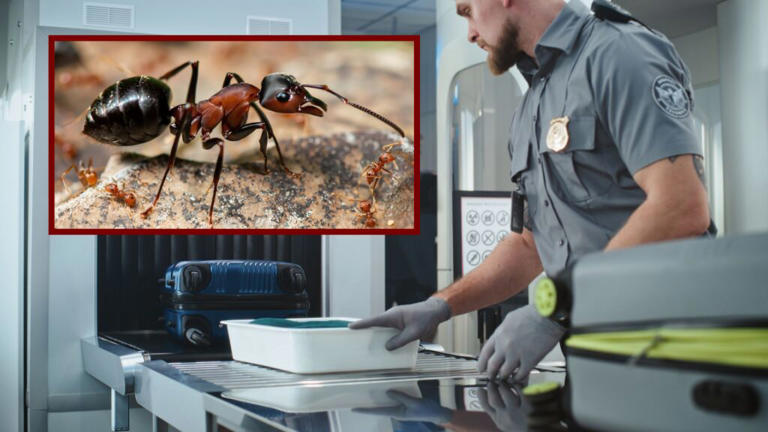 Airport officers find over 2,000 live queen ants hidden in traveler’s ...