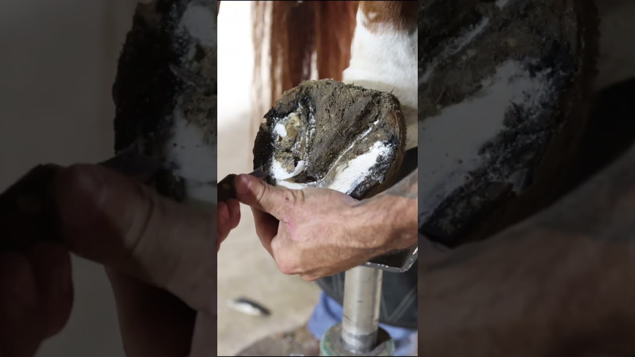 Real farrier trim
