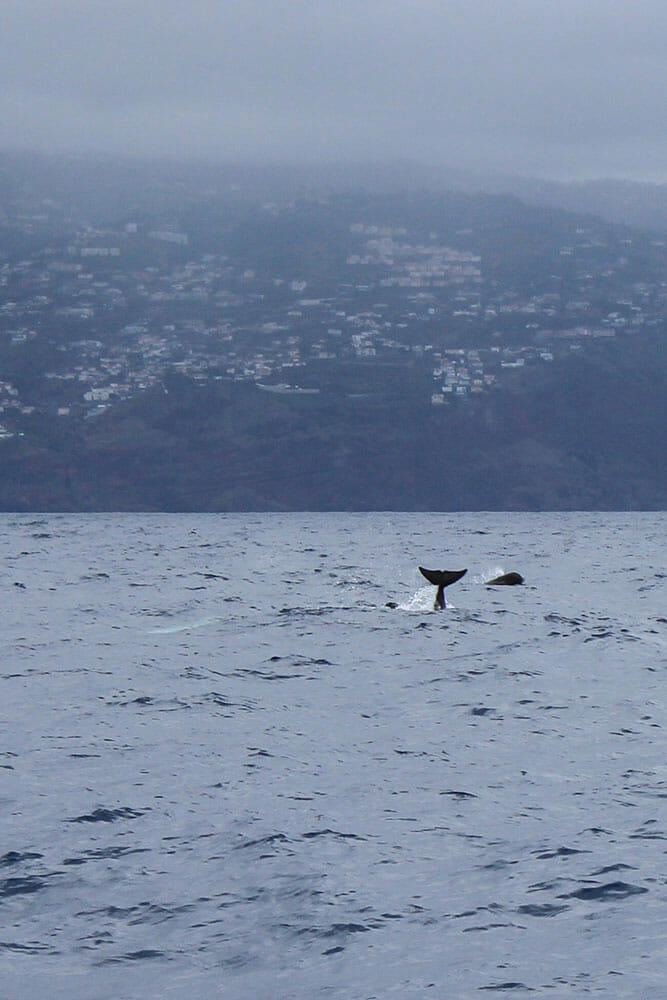 Island adventures redefined: The Madeira experiences that will ...