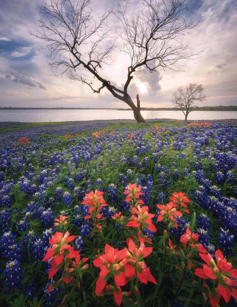 The hunt for Texas Hill Country bluebonnets could be trickier this spring