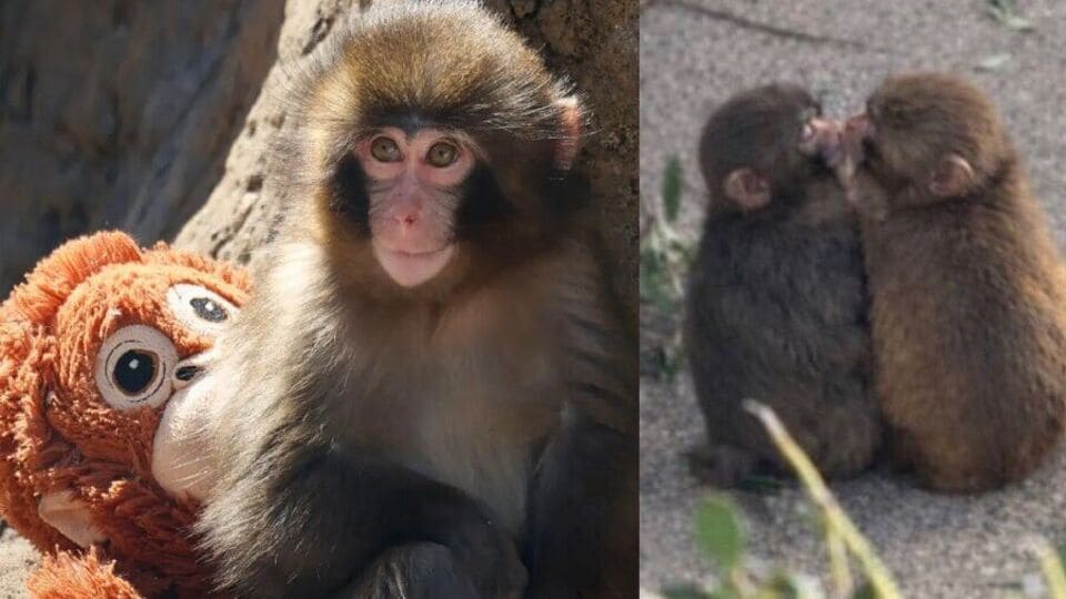 Fairytale ending for Punch? Internet's beloved baby monkey makes ...