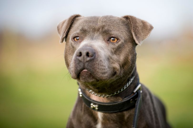 Staffys, dachshunds and Frenchies amongst 67 breeds facing UK ban