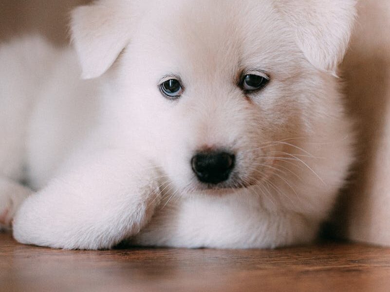 15 signs your dog might be sick without you realizing it