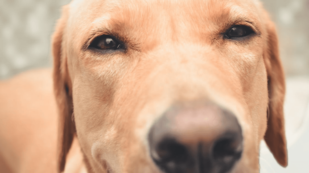 8 signs your dog is always judging what you do