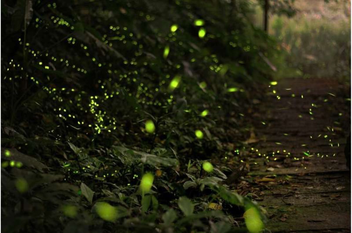 Are we really the last generation to see fireflies? Here's the truth!