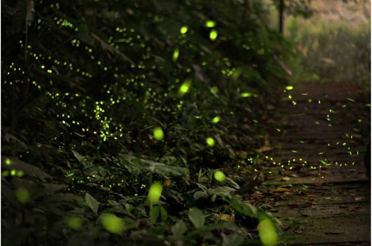 Are we really the last generation to see fireflies? Here's the truth!