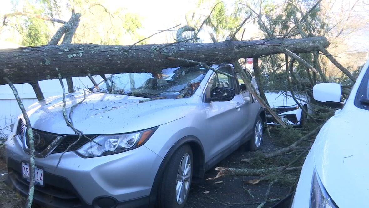 Strong winds, trees crush Springfield family’s cars overnight