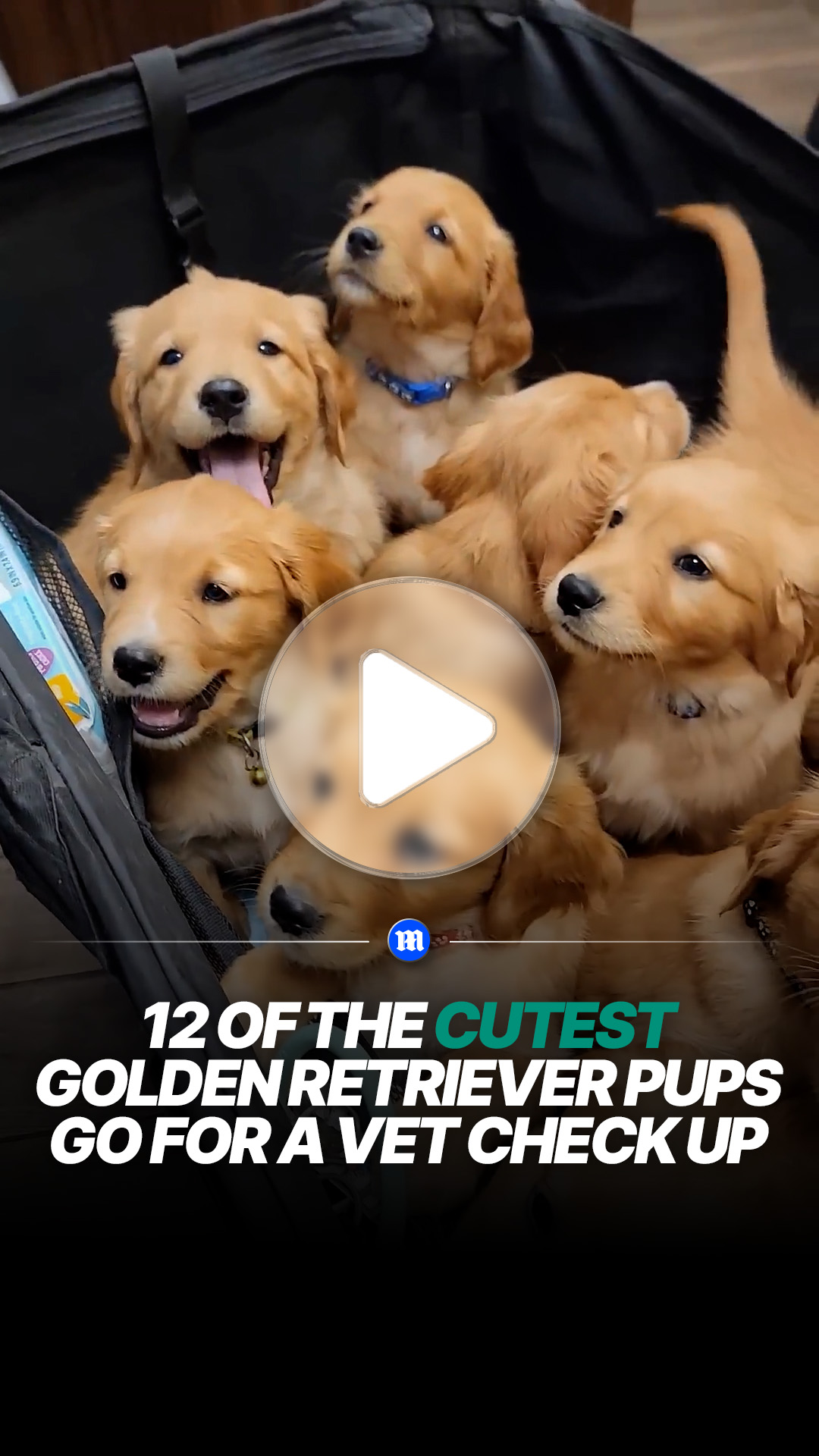 Golden retriever puppies visit vet for first checkup