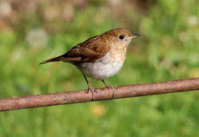 Don't overlook the very pretty veery bird