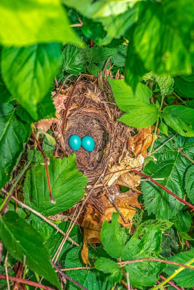 Don't overlook the very pretty veery bird
