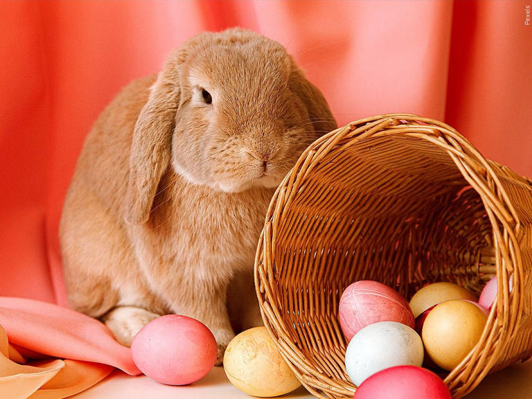 Easter Bunny visits LaGrange Mall to benefit local humane society