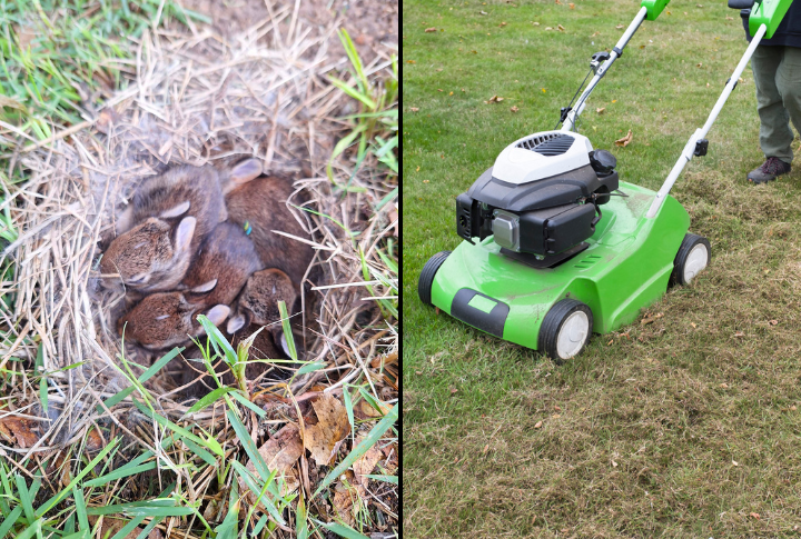 Why you should never mow over patches of dead grass