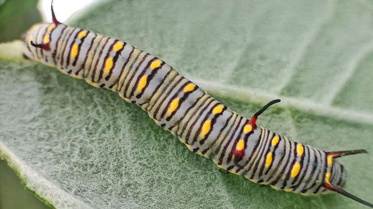 12 types of caterpillars in your yard (& the butterflies they become)