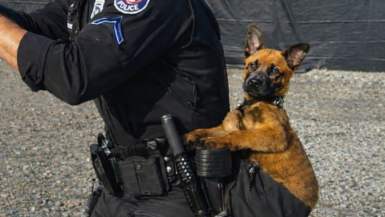 Brave police dog has funny first day on the job with training session