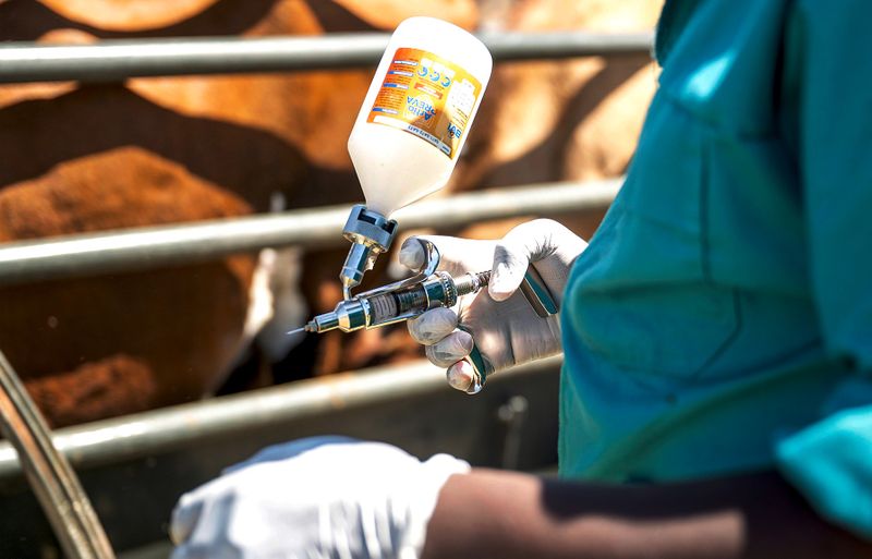 Biosecurity, responsible farming still crucial as SA expands FMD ...