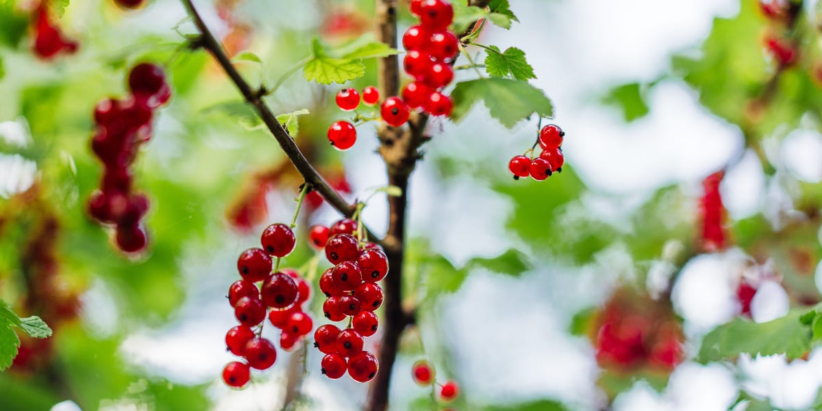 Last chance to plant fruit bushes: 9 easy varieties for gardens and pots
