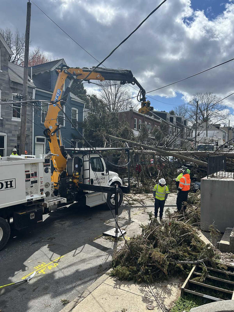 Residents left with no electricity after large tree falls on power ...