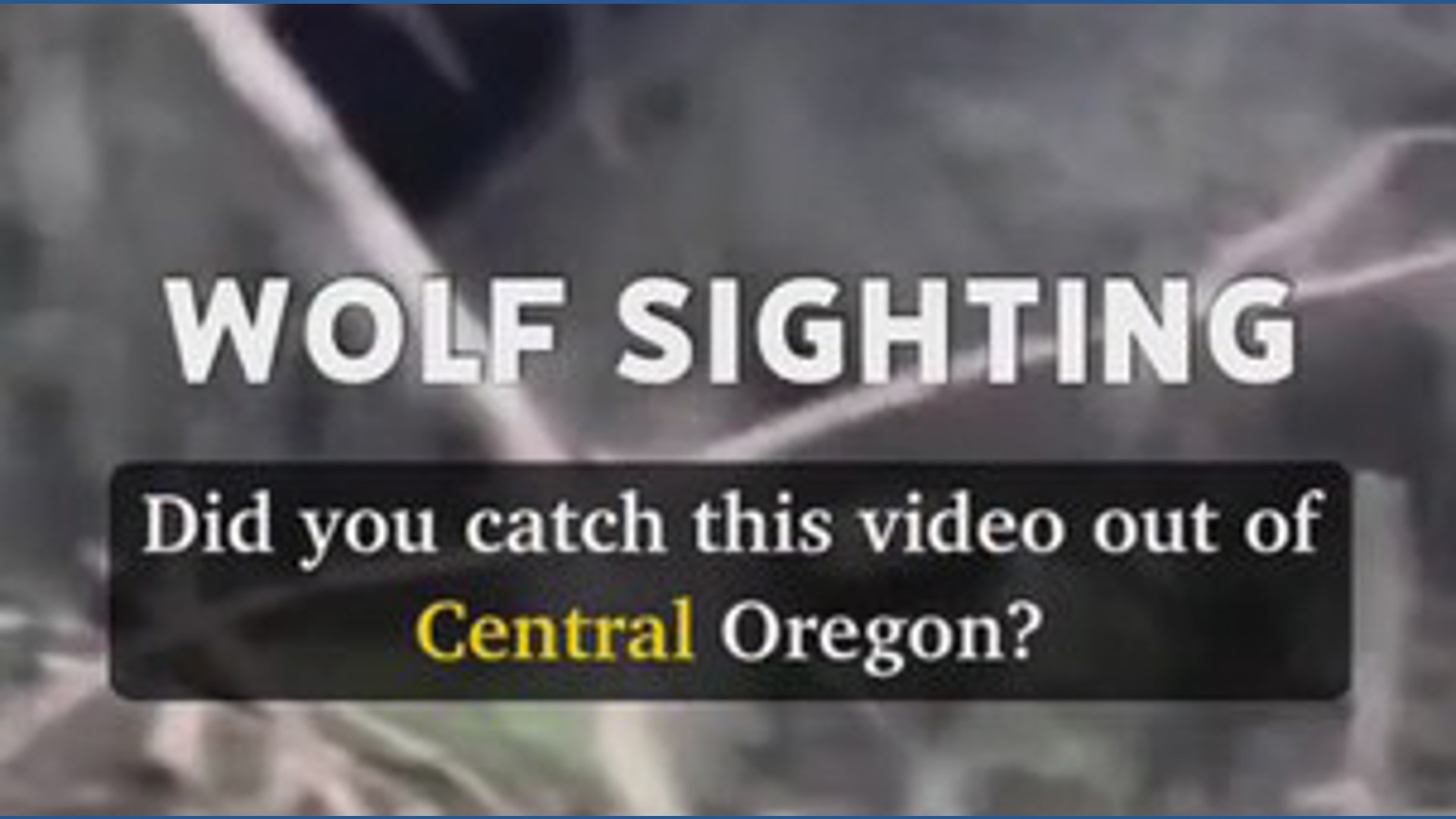 Wolf sighting in Central Oregon