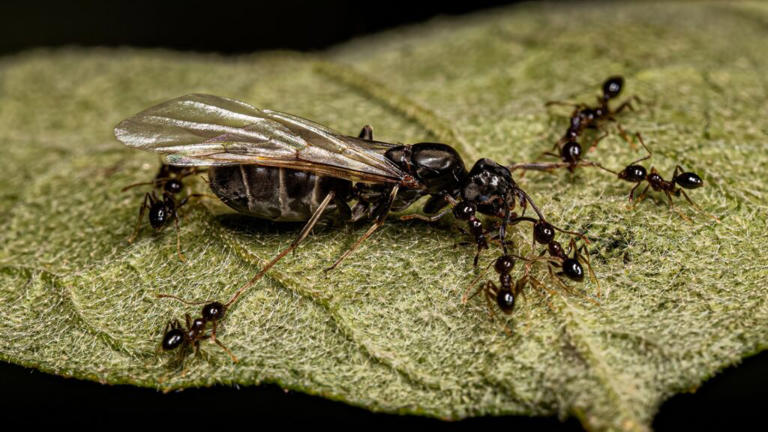 Airport officers find over 2,000 live queen ants hidden in traveler’s ...