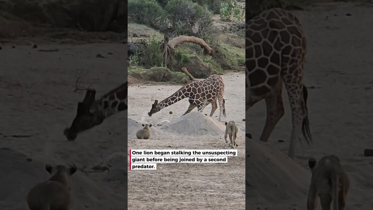 I watched a giraffe outrun lions! 🦒🏃‍♂️