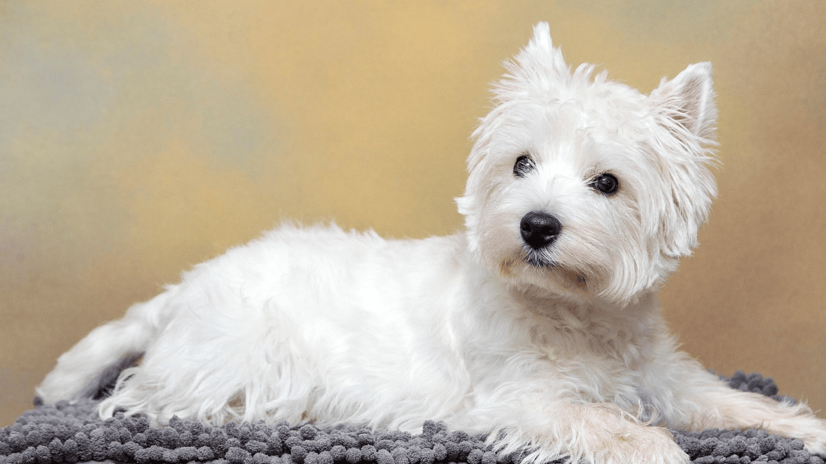 Veterinarians reveal 7 signs your dog is sadder than it seems