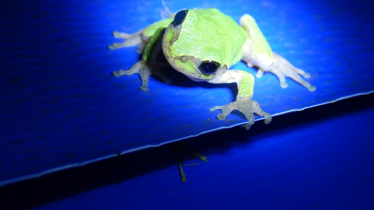 Frog-cell ‘neurobots’ self-build nervous systems and shift gene activity