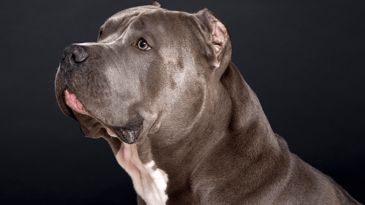 The 'silent' signs your dog is unhappy, according to veterinarians