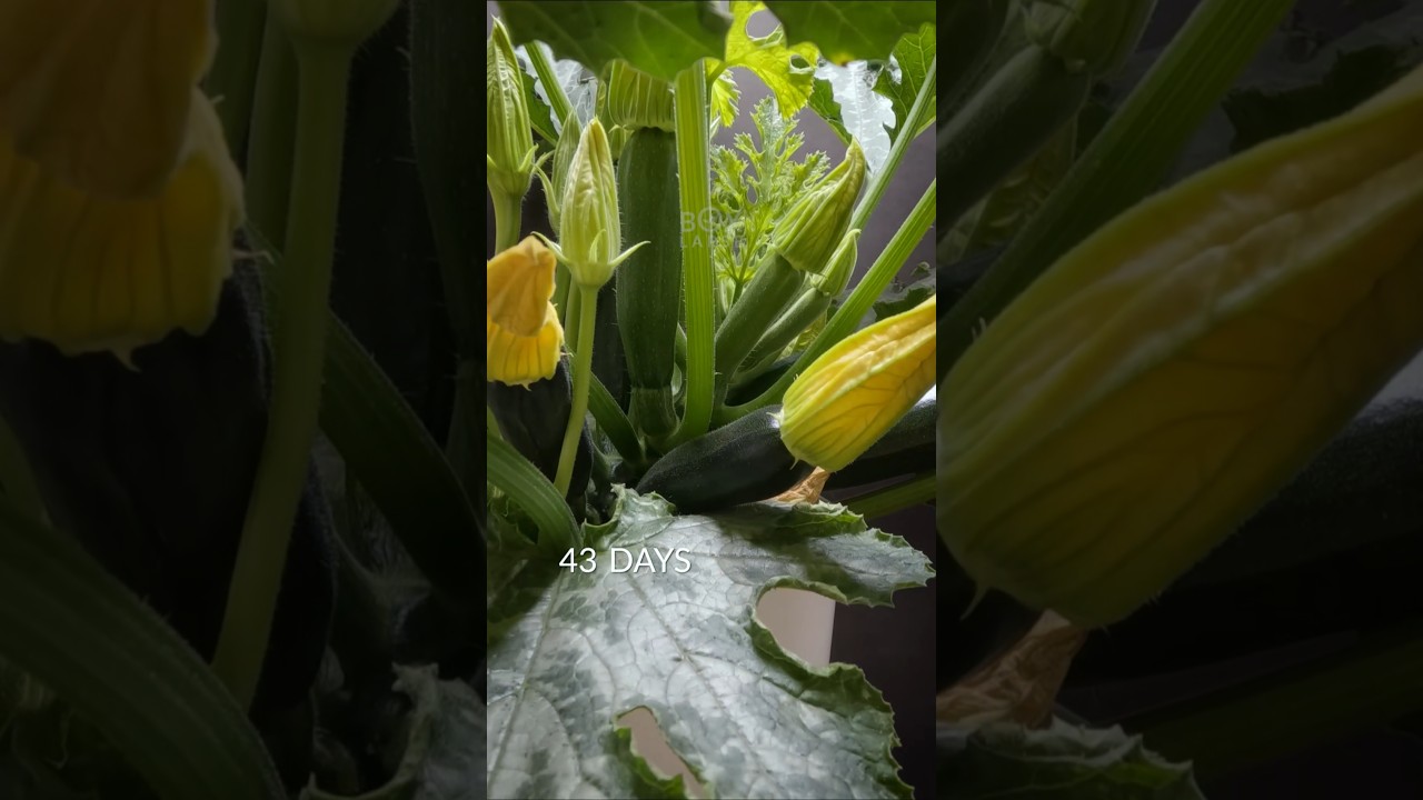 61 days in 41 seconds - Zucchini timelapse