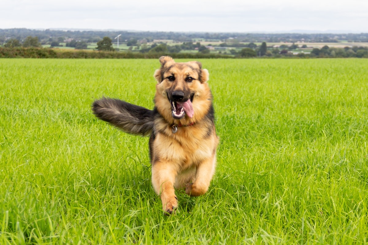 These German shepherds are creating total backyard chaos over a ...