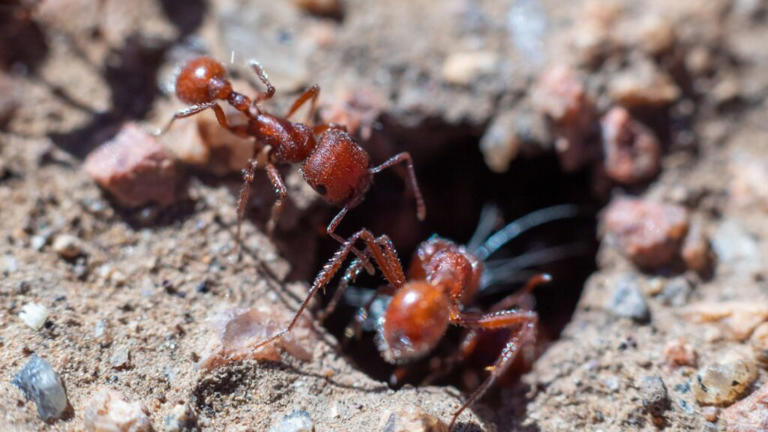 Airport officers find over 2,000 live queen ants hidden in traveler’s ...