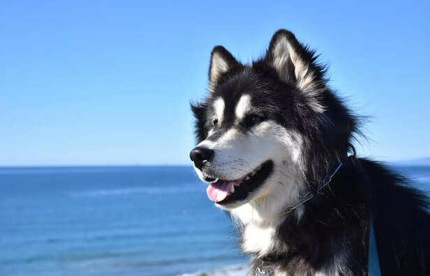 Siberian husky: The ultimate snow dog of the Arctic