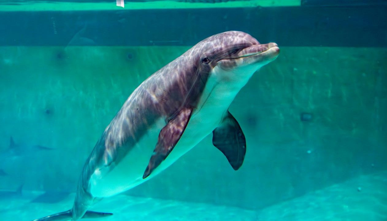 Viral 'dolphin kidnapping' story explained — it’s not real