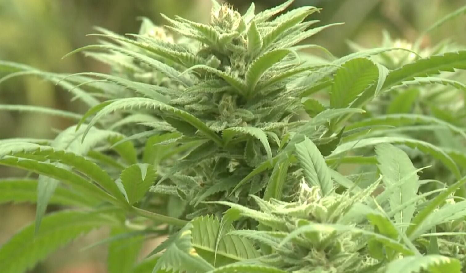 Bill regulating THC drinks, gummies clears key hurdle in SC Senate