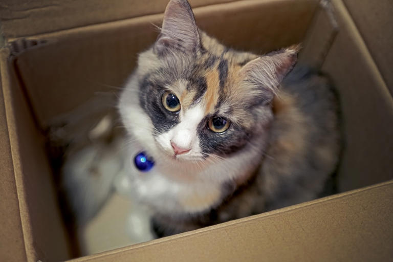 Mom puts her cats in an aquarium and it’s weirdly genius