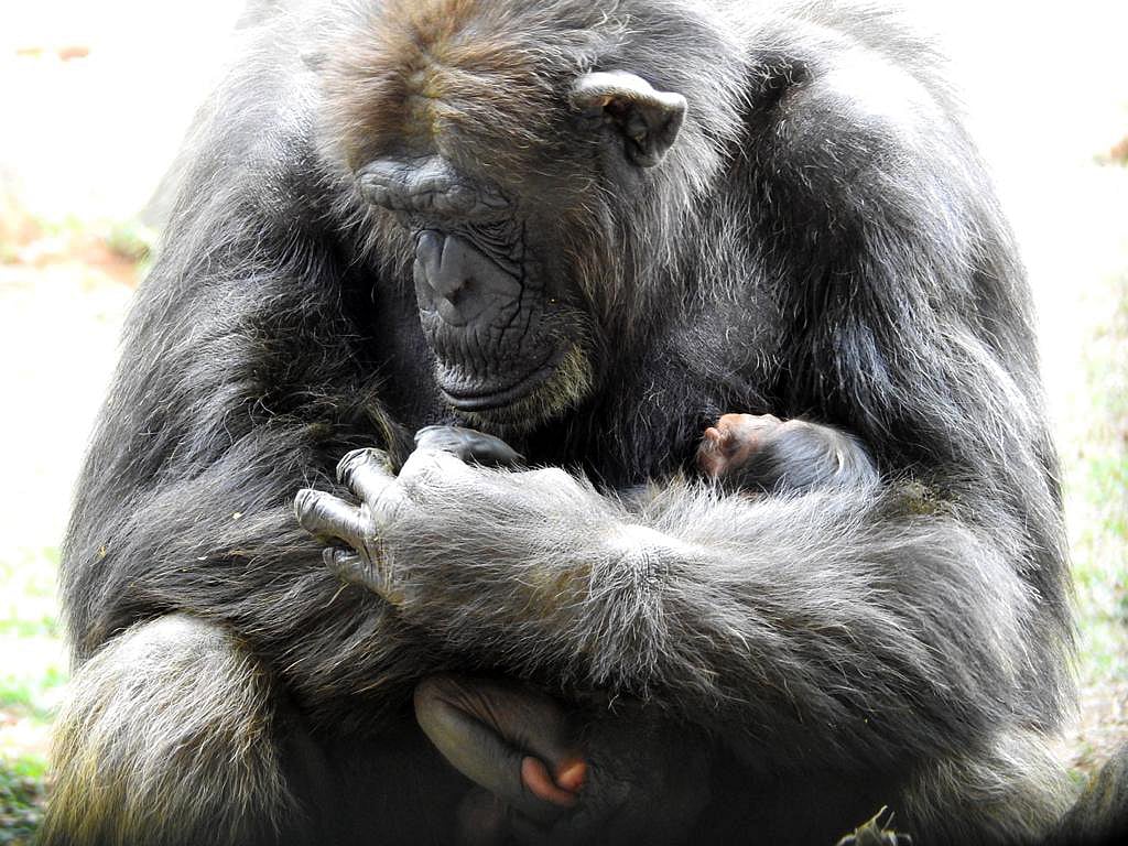 Vandalur zoo mourns the death of three tiger cubs and celebrity chimp