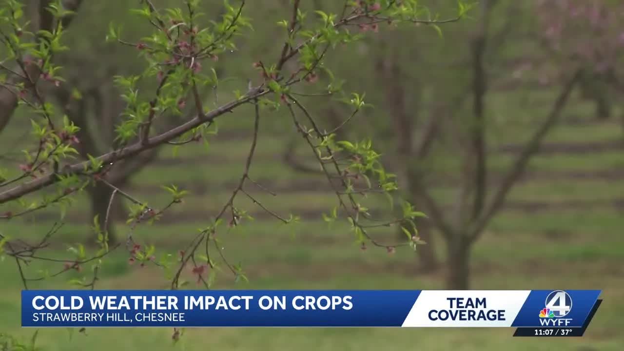 Farmers rush to protect crops during killer cold snap
