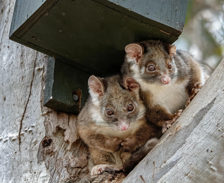 Bushwalker's rare discovery highlights sad Aussie reality: 'There's ...