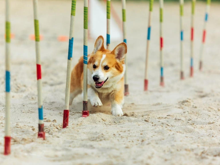 Temecula's Galway Downs hosting 2026 AKC National Agility Championship