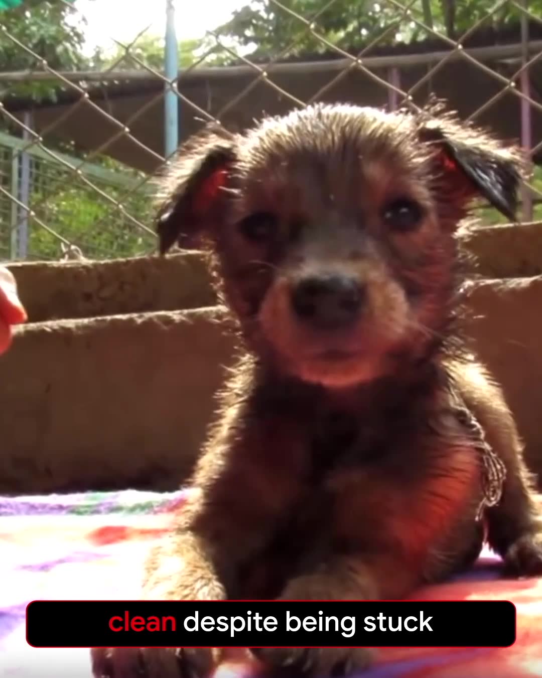 Cute animal video goes horribly wrong