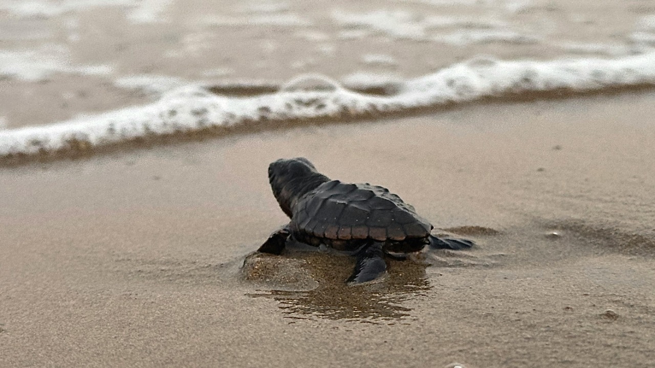 Rising seas and erosion are squeezing sea turtle nesting beaches