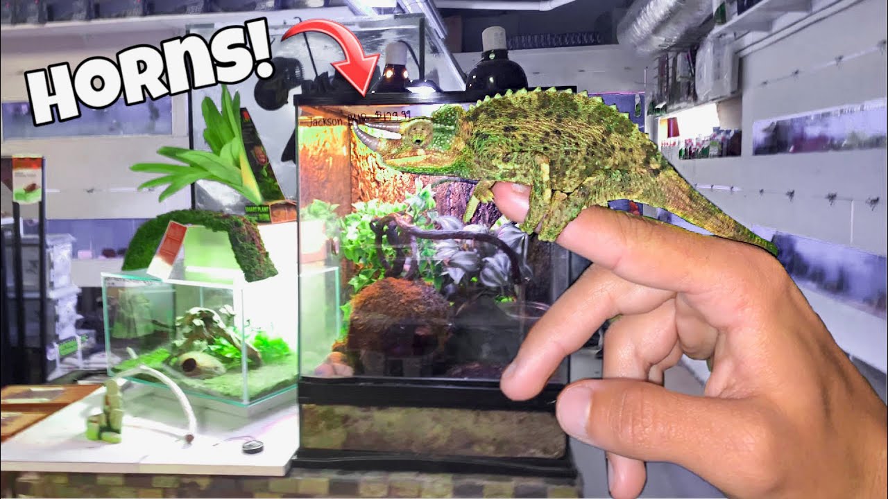 I got a chameleon: my new pet adventure! 🦎