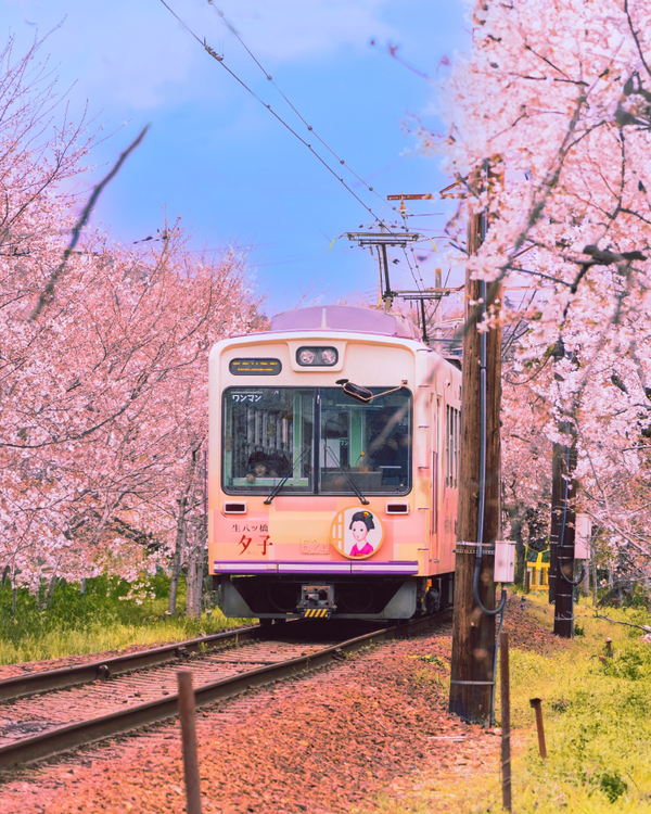 Japan cherry blossom forecast 2026: Tokyo peak expected March 30 as ...