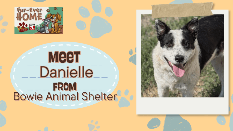 Meet Danielle: A sweet Aussie shepherd/Lab mix at Bowie Animal Shelter