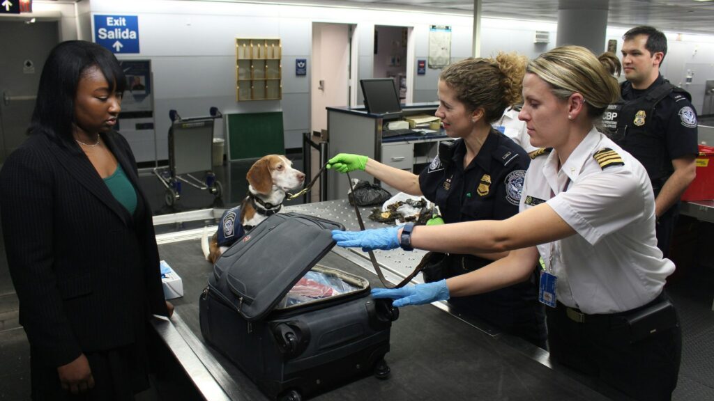 Airport officers find over 2,000 live queen ants hidden in traveler’s ...