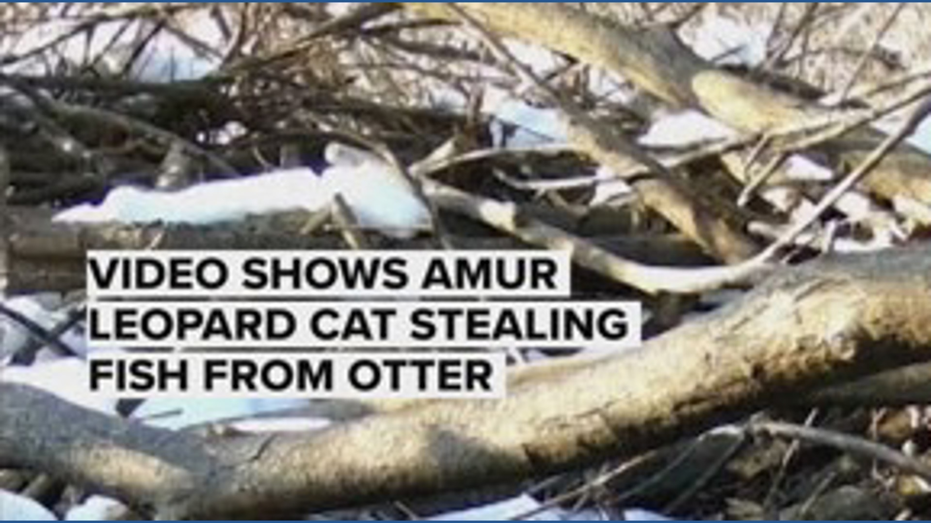 Video shows amur leopard cat stealing fish from otter