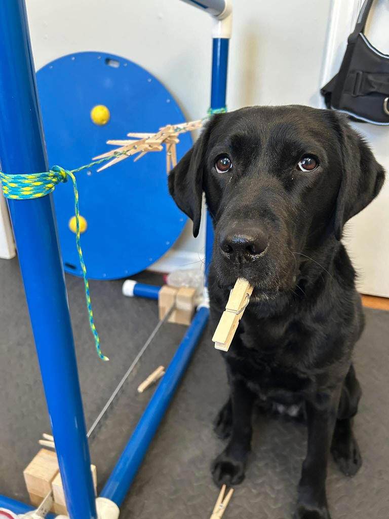 Kansas City dog attempts Guinness World Record with unique challenge