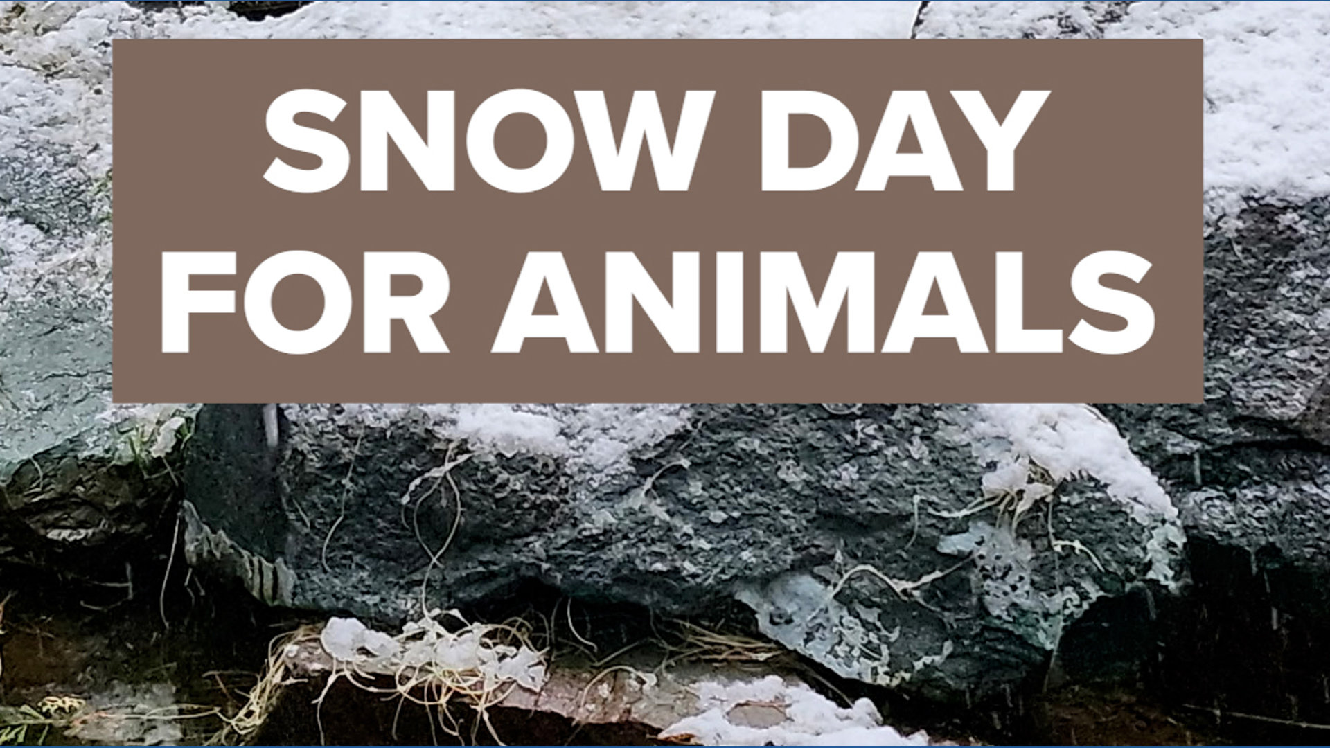 Animals at Point Defiance Zoo & Aquarium enjoy a snow day
