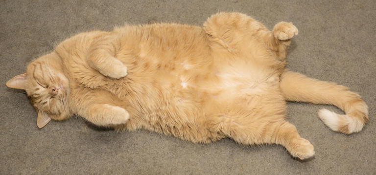 Mom puts her cats in an aquarium and it’s weirdly genius