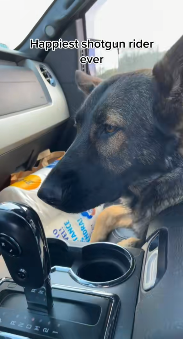 Happy dog, happy life, German shepherd good vibes